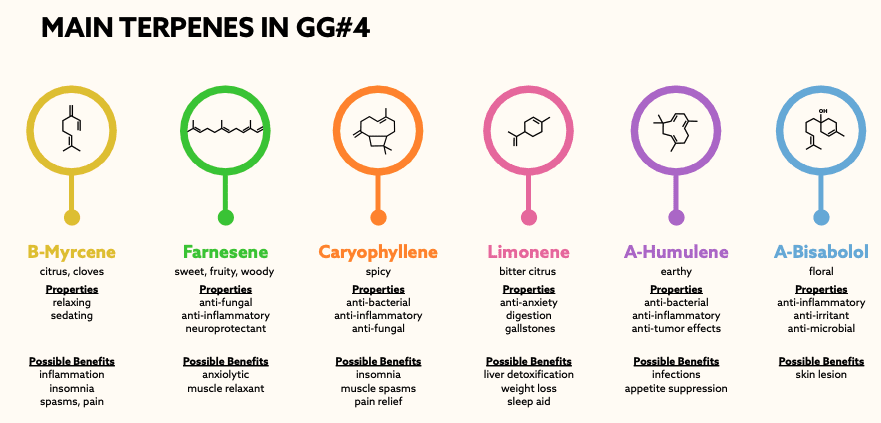 Medleaf High THC GG#4 | CannaPlus+ Medicinal Cannabis Clinic NZ